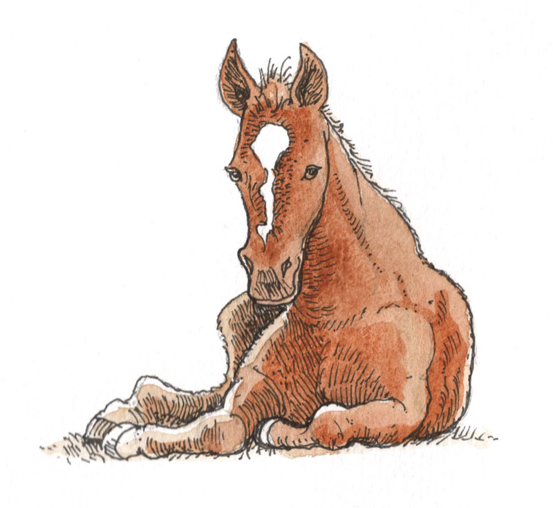 Pricing - HorseRecords